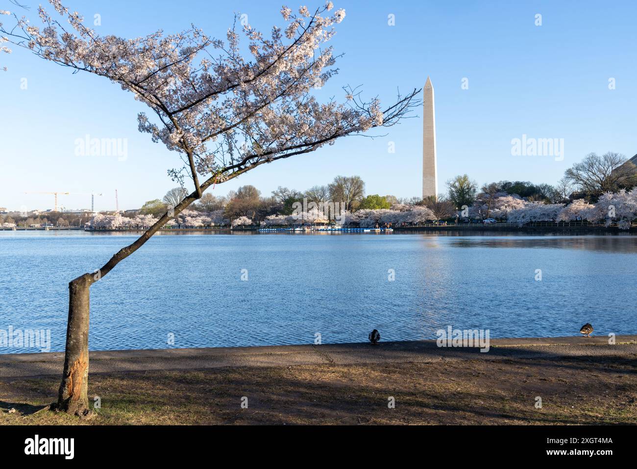 Tidal basin seawall project hi-res stock photography and images - Alamy