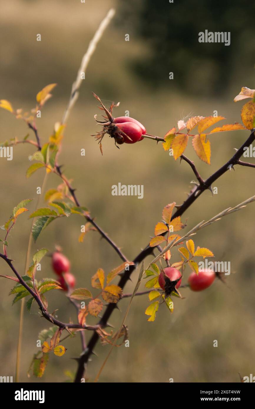 Ladybug leaves hi-res stock photography and images - Alamy