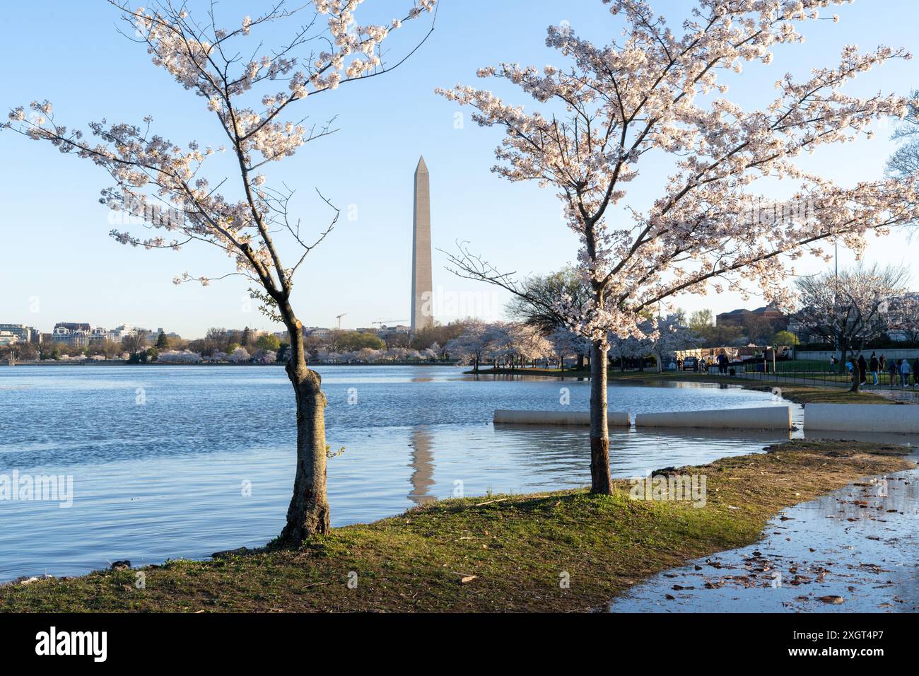 View of two cherry blossom trees slated for removal at the Tidal Basin, due to flooding and ...