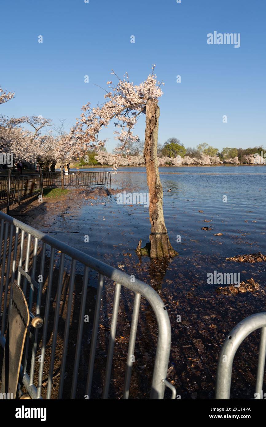 Stumpy, the famous cherry blossom tree slated for removal at the Tidal Basin, due to flooding ...