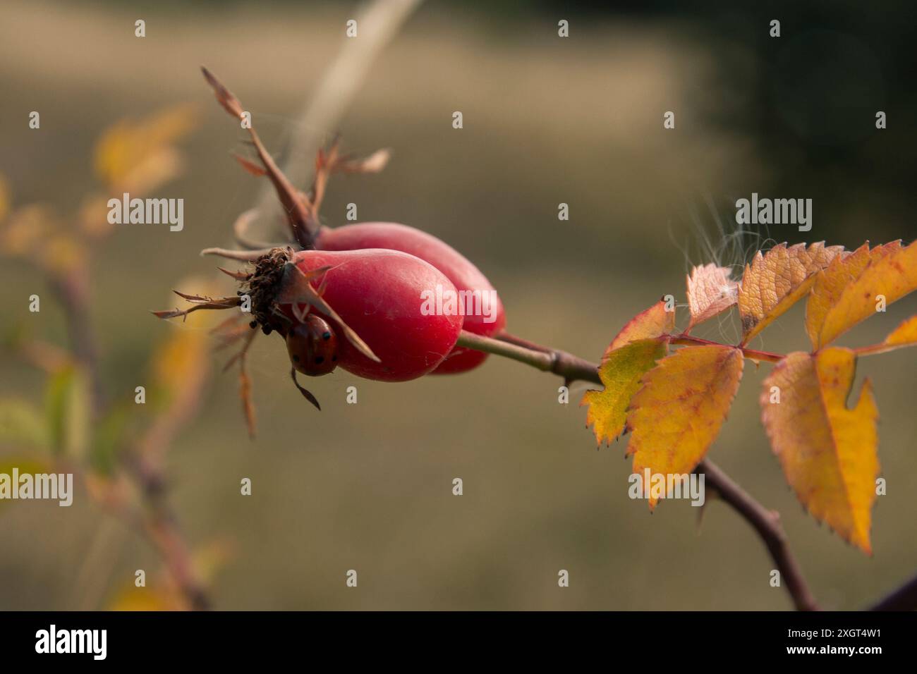 Ladybug on rose hi-res stock photography and images - Alamy
