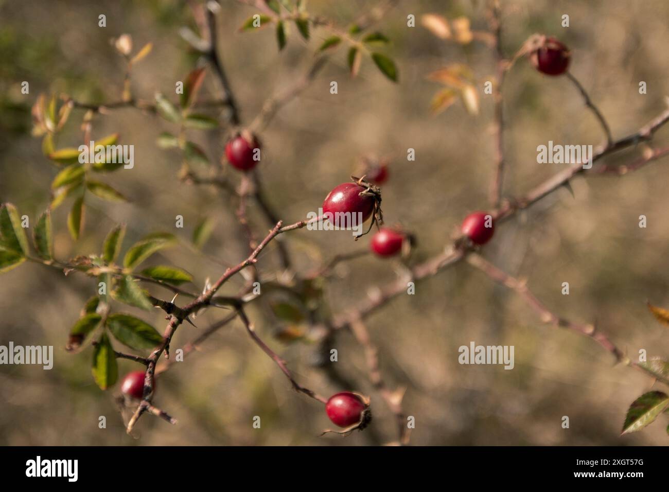 ladybug on the bush of red rose hips Stock Photo - Alamy