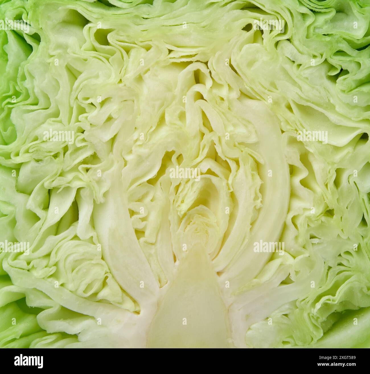 Cabbage. Close up background and texture of green leaves cut cabbage ...