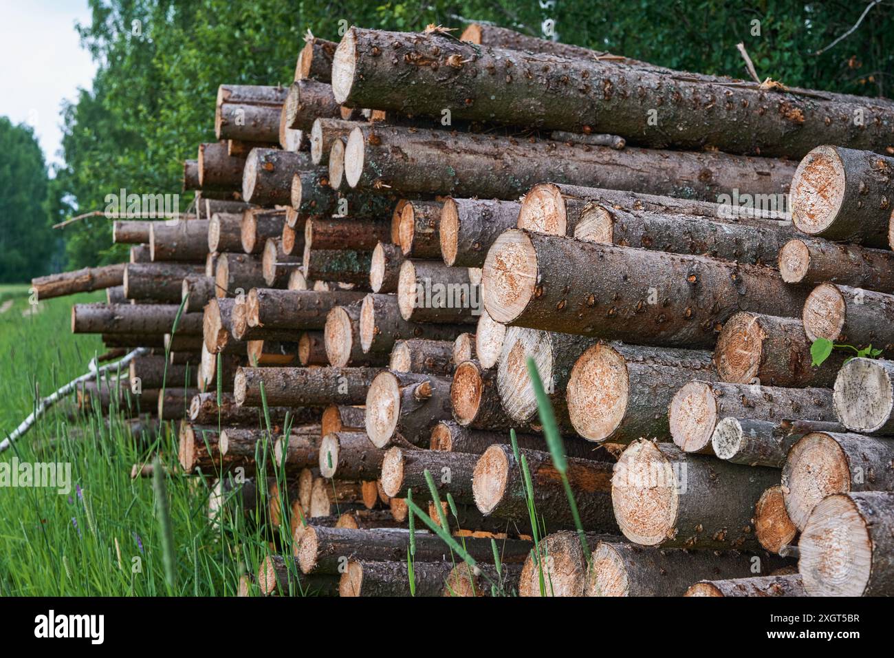Wood logs background. Natural wooden background. Rows of piled of logs ...