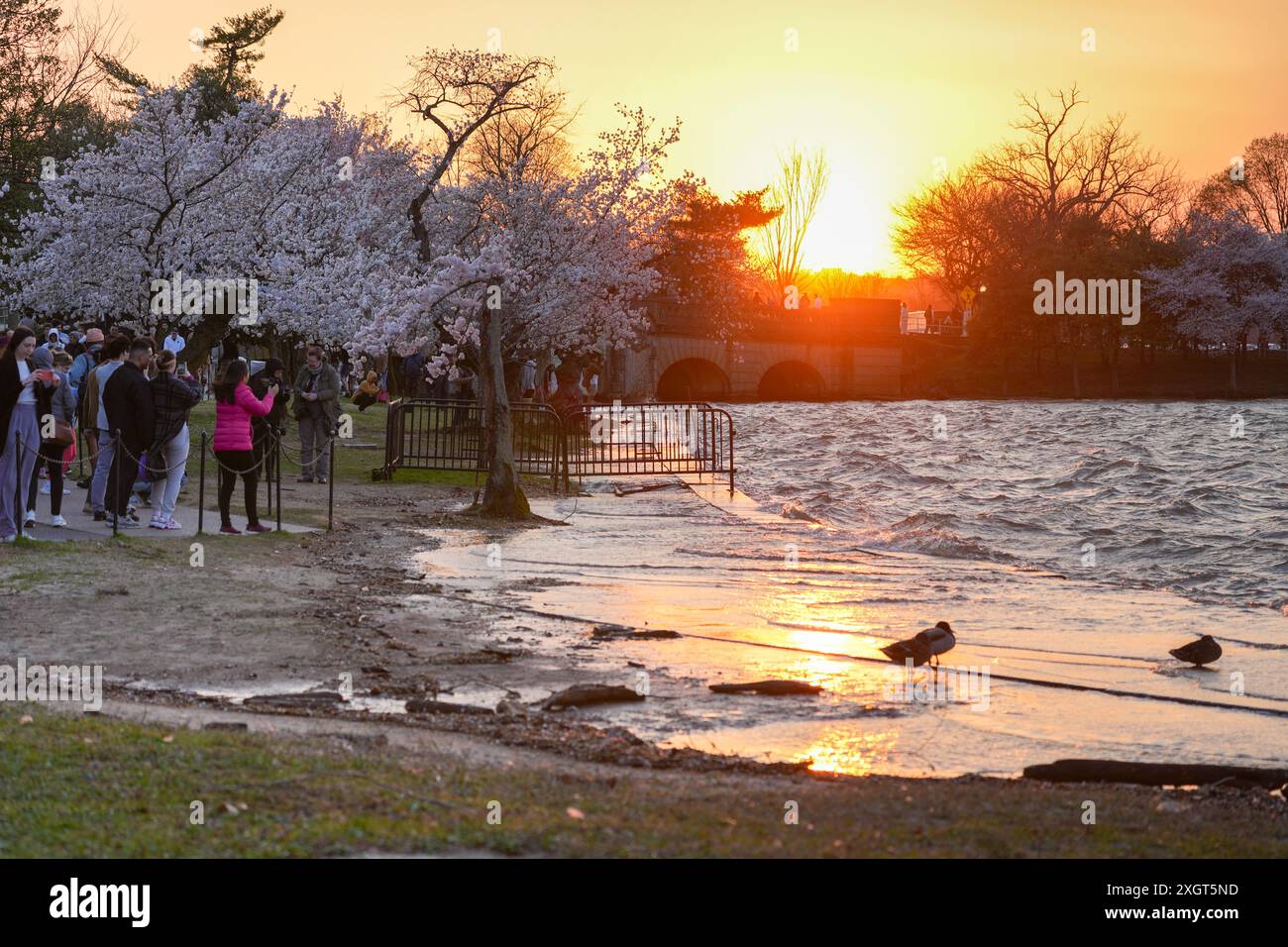 Washington, DC - March 20, 2024: Tourists take photos of Stumpy, the ... Washington, DC - March 20, 2024: Tourists take photos of Stumpy, the ...
