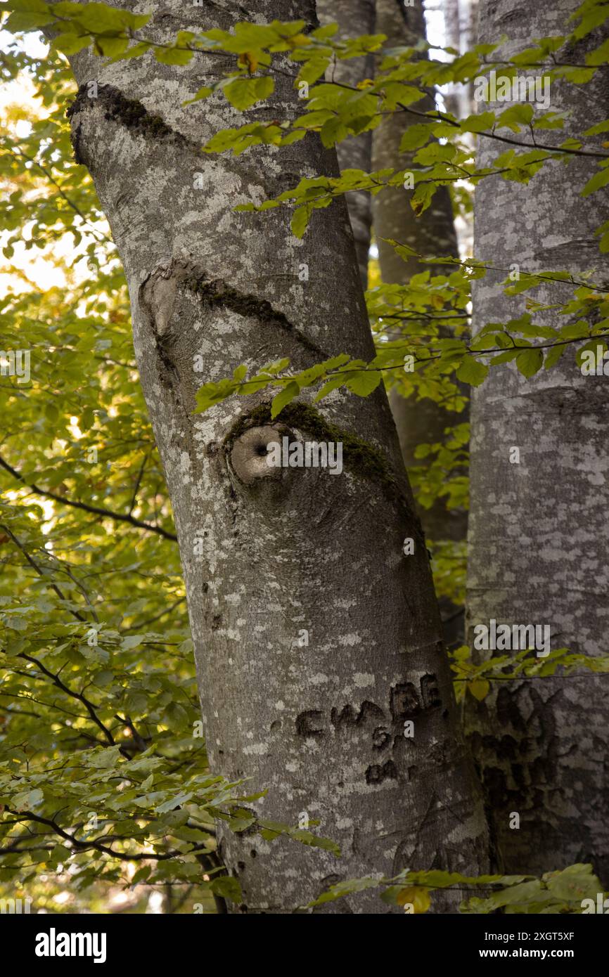 Tree with eye hi-res stock photography and images - Alamy