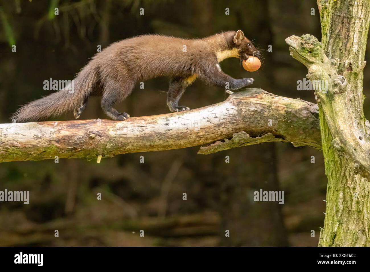 Pine marten walking along a branch with an egg in its mouth Stock Photo ...