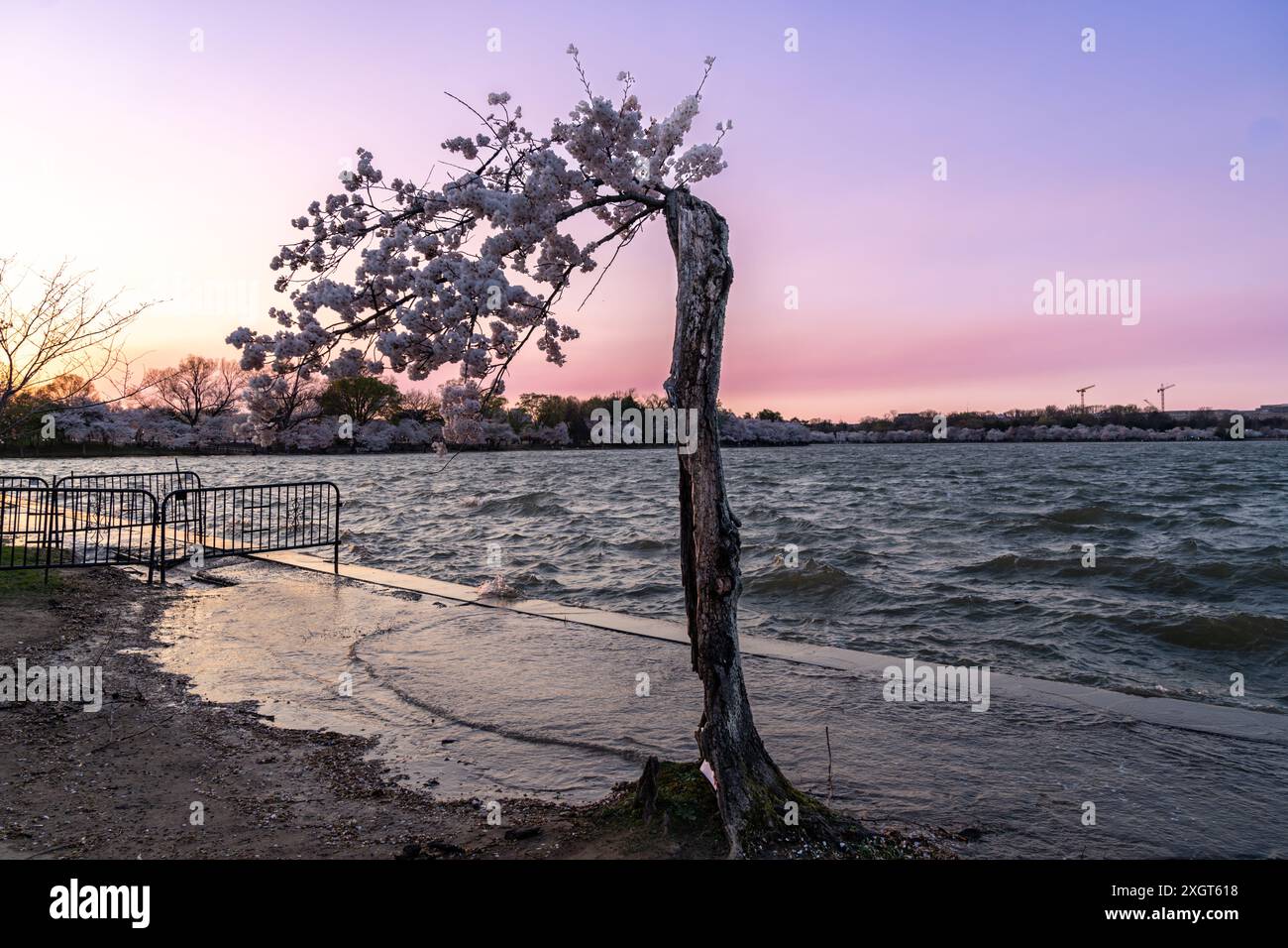 Stumpy, the beloved cherry blossom tree at the tidal basin. The tree will be cut down to repair ...