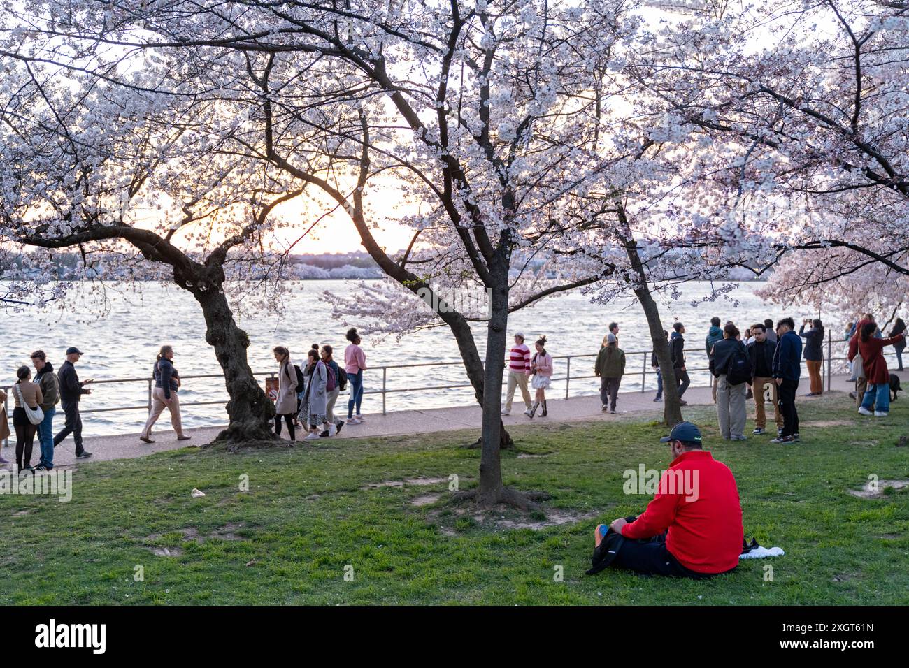 Washington, DC - March 21, 2024: Tourists enjoy the beautiful cherry ...