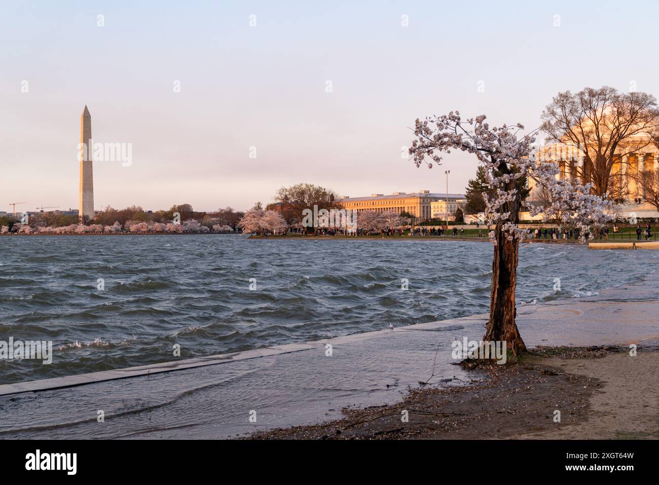 Stumpy, the beloved cherry blossom tree at the tidal basin. The tree will be cut down to repair ...