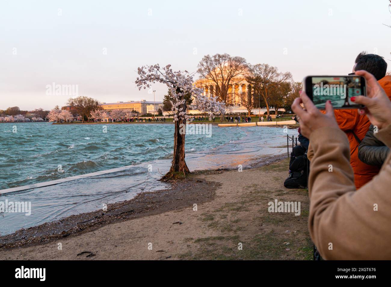 Washington, DC - March 21, 2024: People take photos of Stumpy, the beloved cherry blossom tree ...