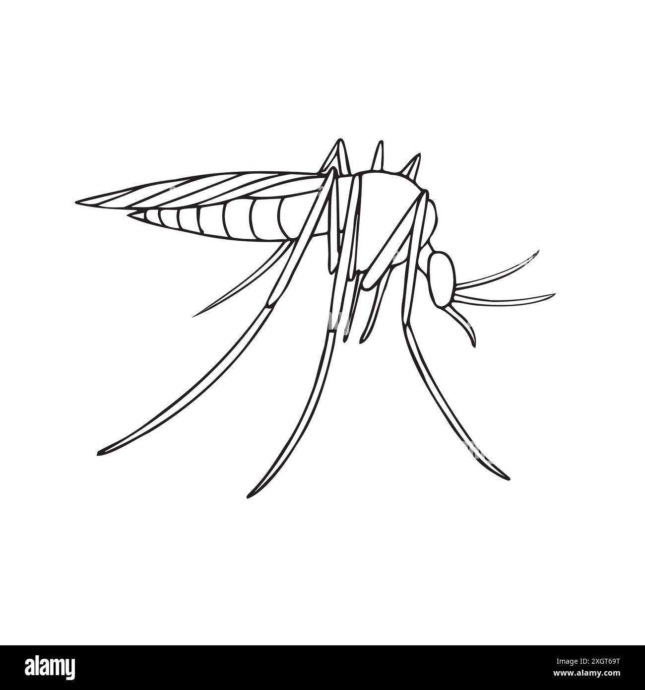 Vector hand drawn doodle sketch outline mosquito isolated on white ...