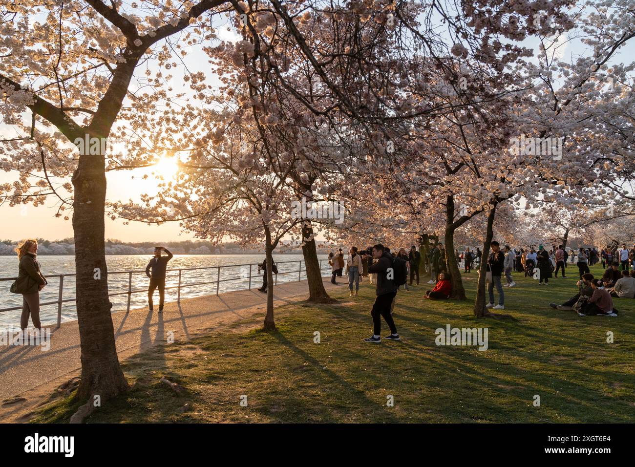 Washington, DC - March 21, 2024: Crowds of tourists walk around the tidal basin, enjoying cherry ...