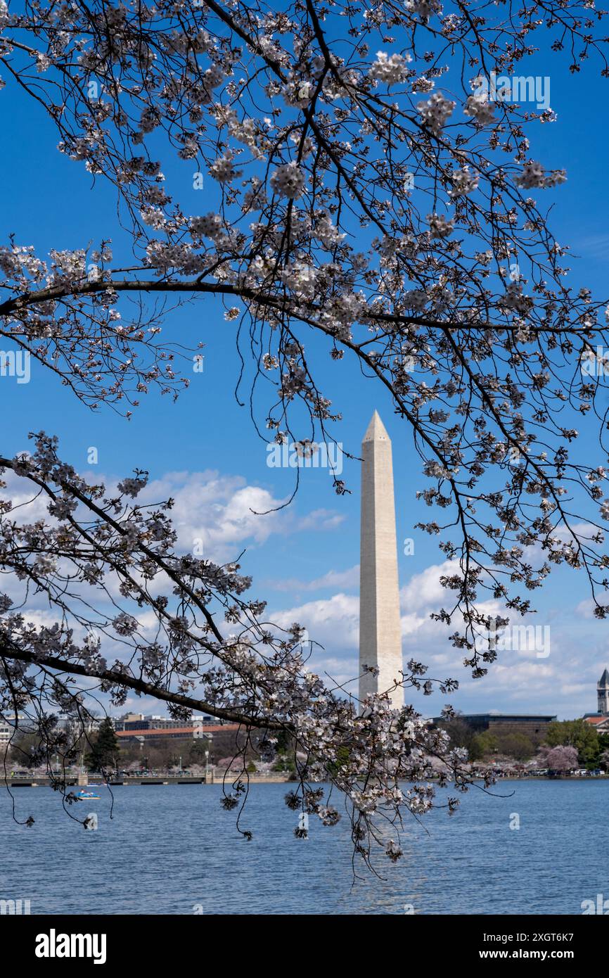Tidal basin spring flowers hi-res stock photography and images - Alamy