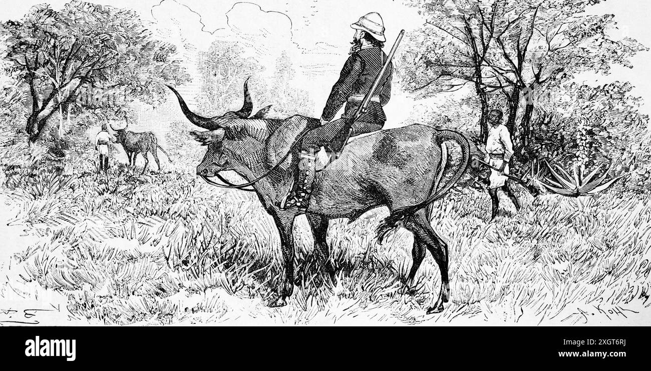 Colonist riding an ox, Senegal, Africa, ,historic illustration 1886 ...