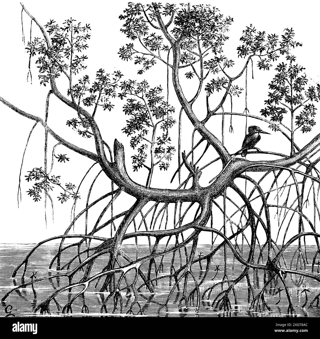 Mangrove plant in the mouth of the Congo River,, Parc Marin des ...