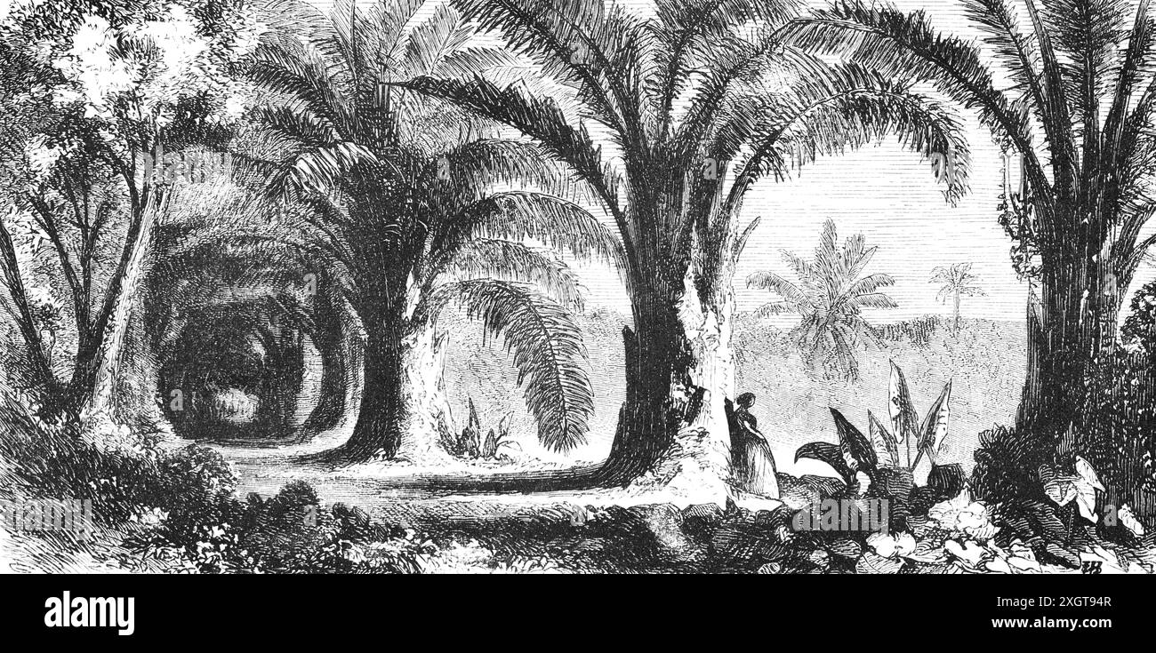 Raffia palms or Rafia palm on the island of Madagscar, Republic of ...