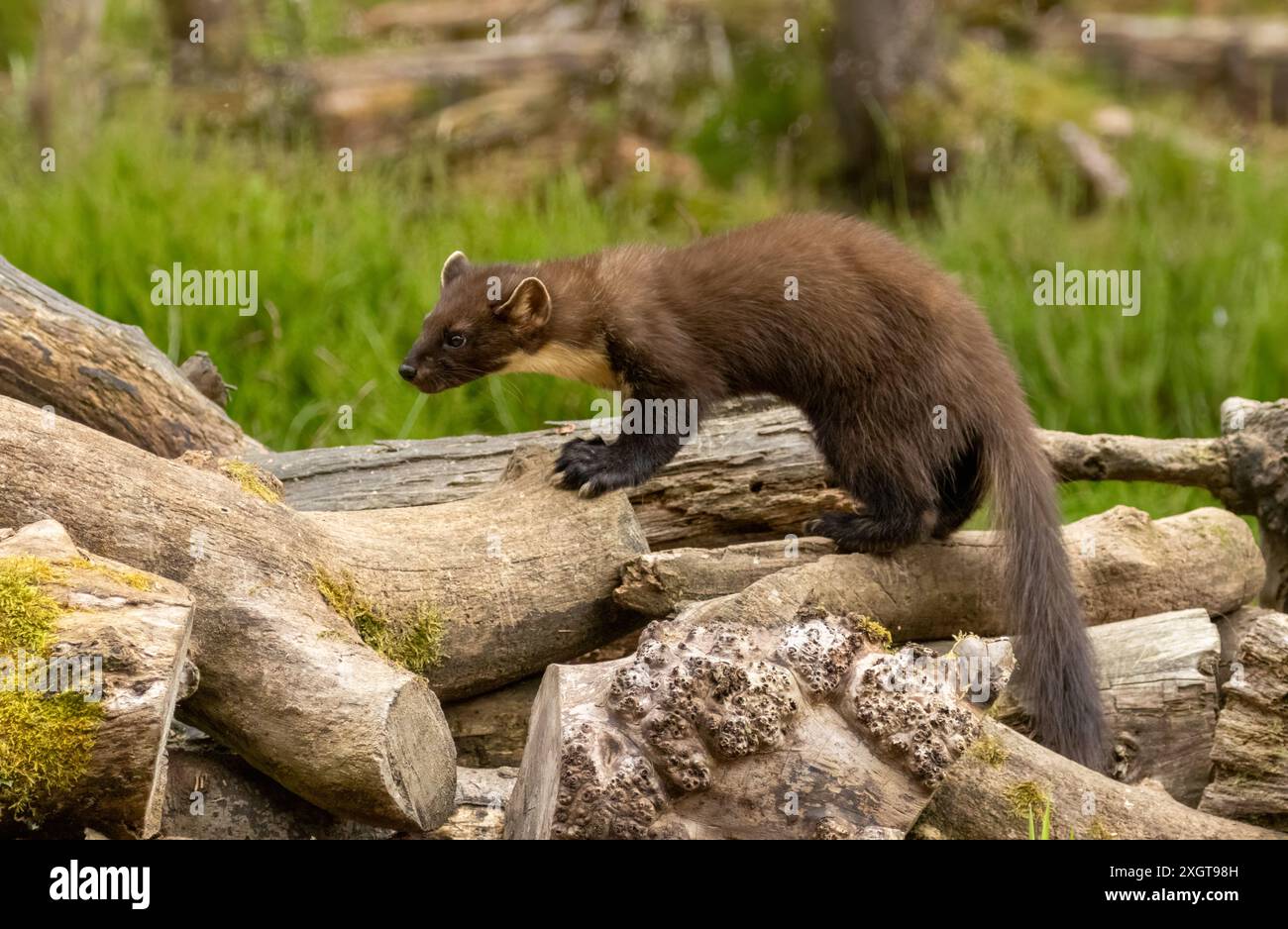 Young pine marten in the forest during daylight Stock Photo - Alamy