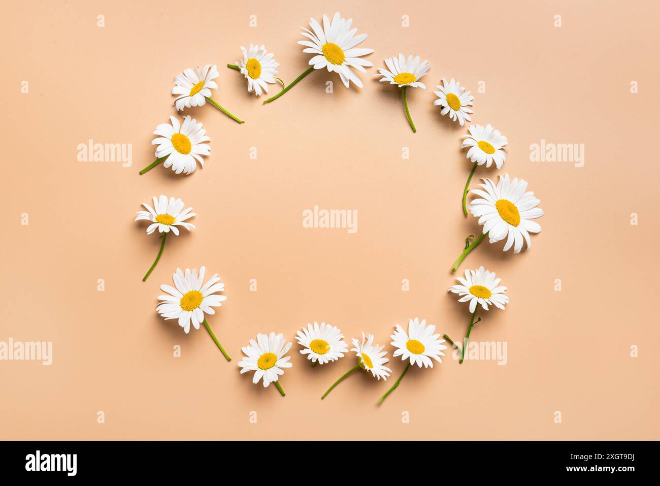 Chamomile daisy flowers layout in circle frame on light beige ...