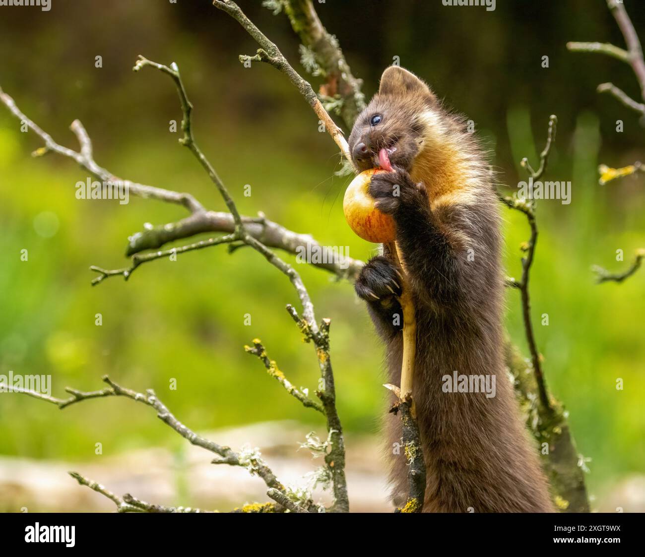 Pine marten kits up a tree eating an apple on a branch Stock Photo - Alamy