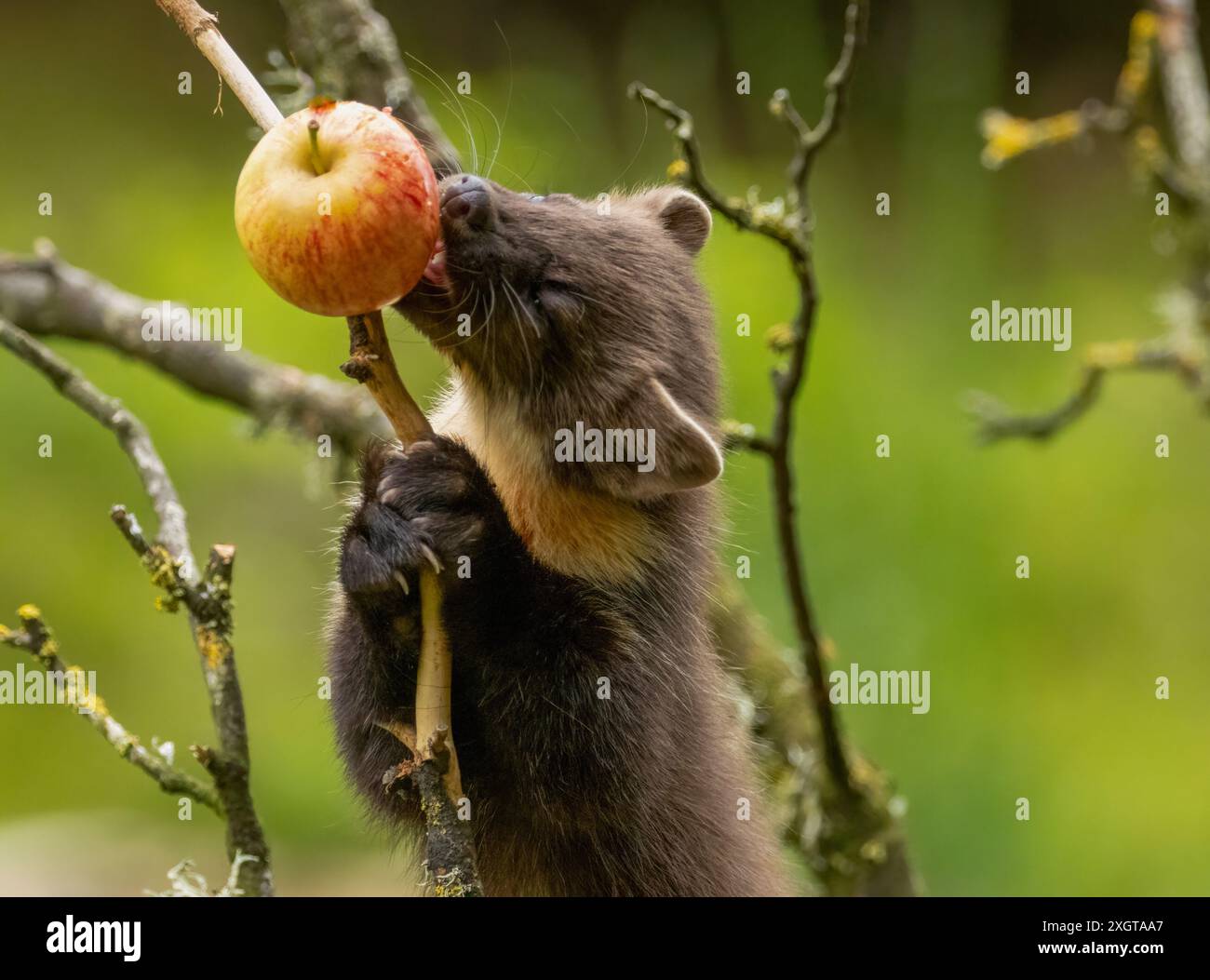 Pine marten kits up a tree eating an apple on a branch Stock Photo - Alamy