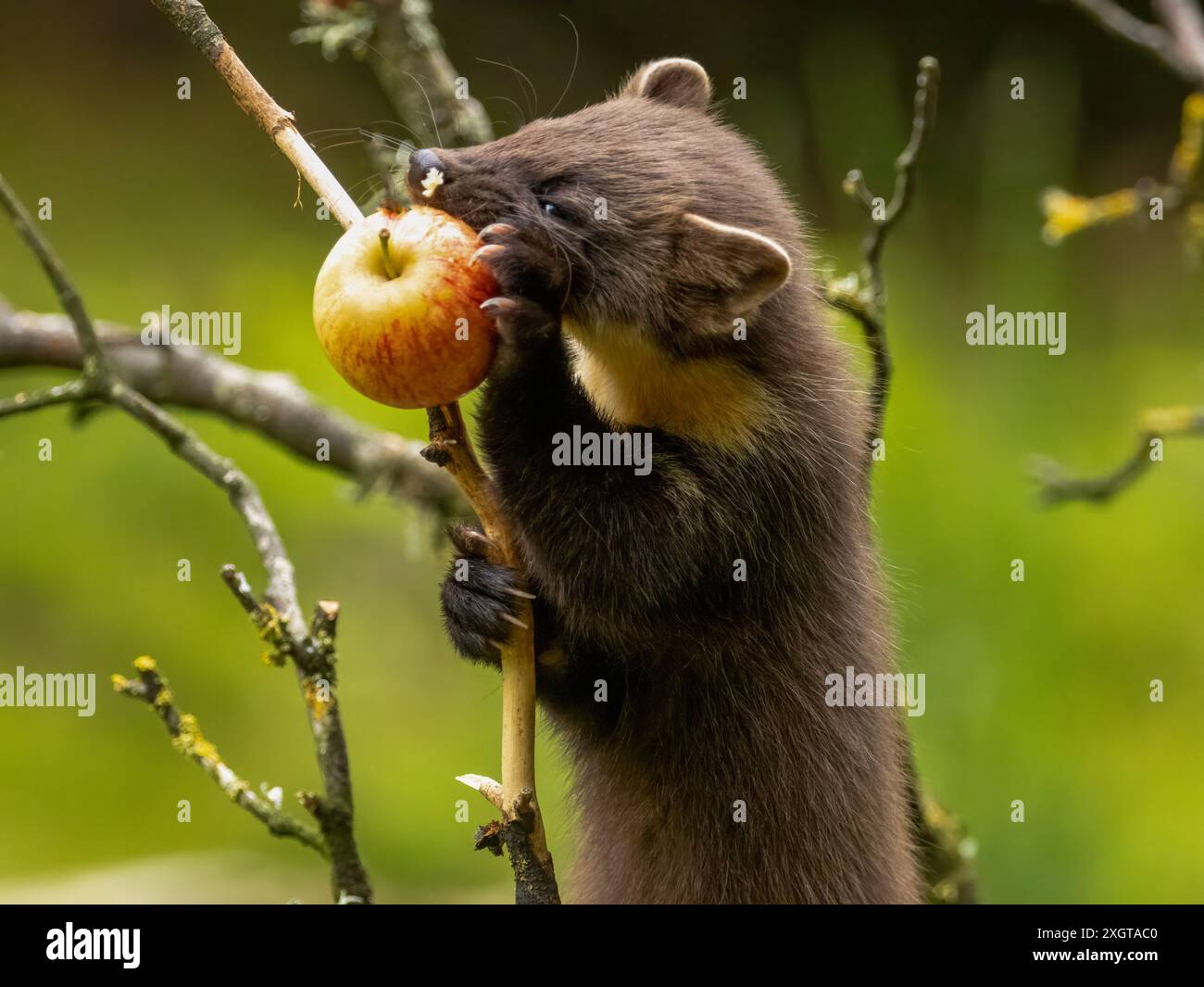 Pine marten kits up a tree eating an apple on a branch Stock Photo - Alamy