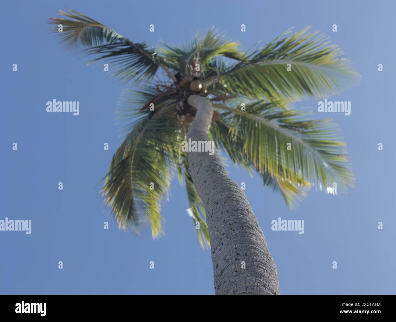 Tall palm tree silhouette bright hi-res stock photography and images ...