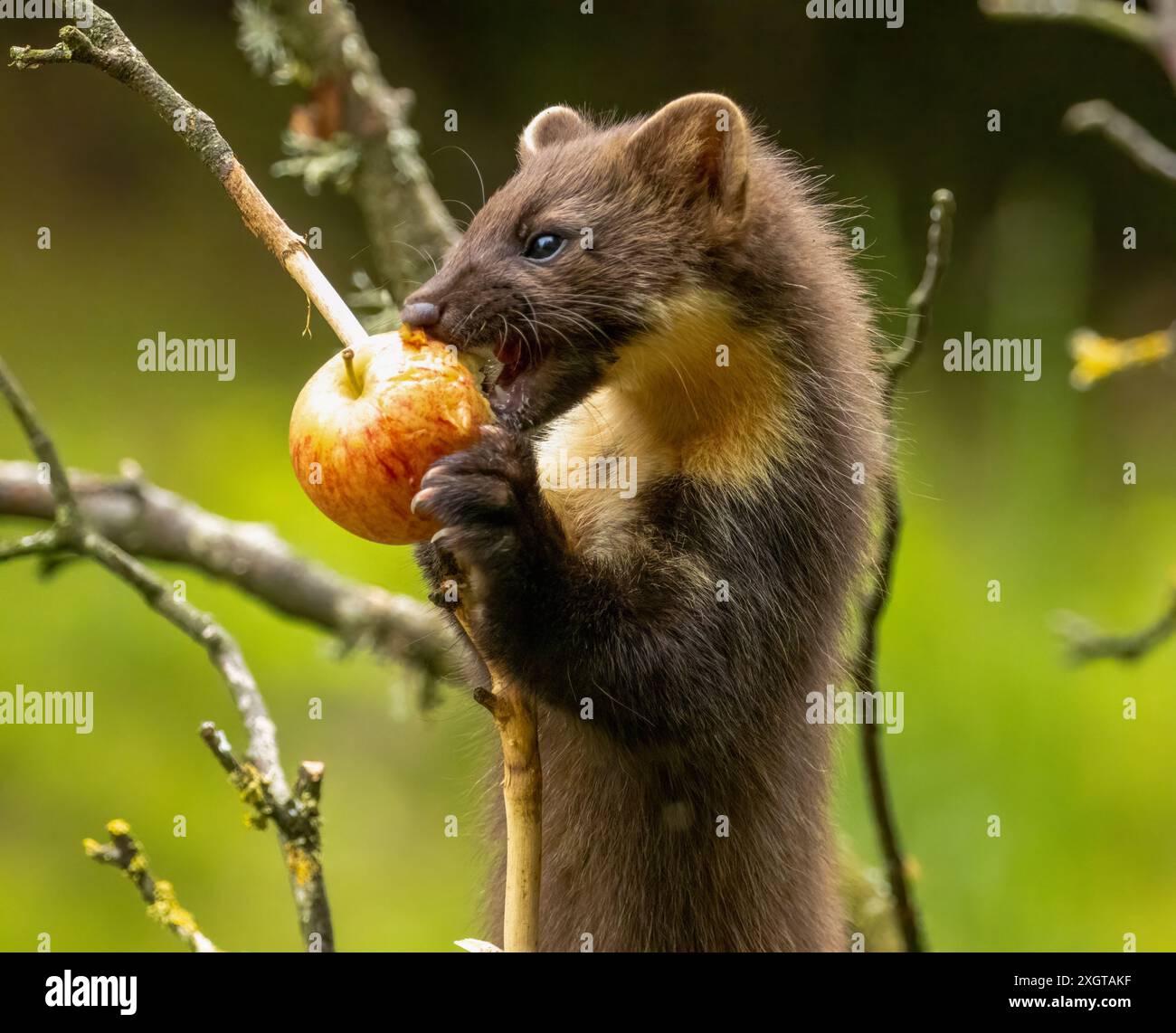 Pine marten kits up a tree eating an apple on a branch Stock Photo - Alamy