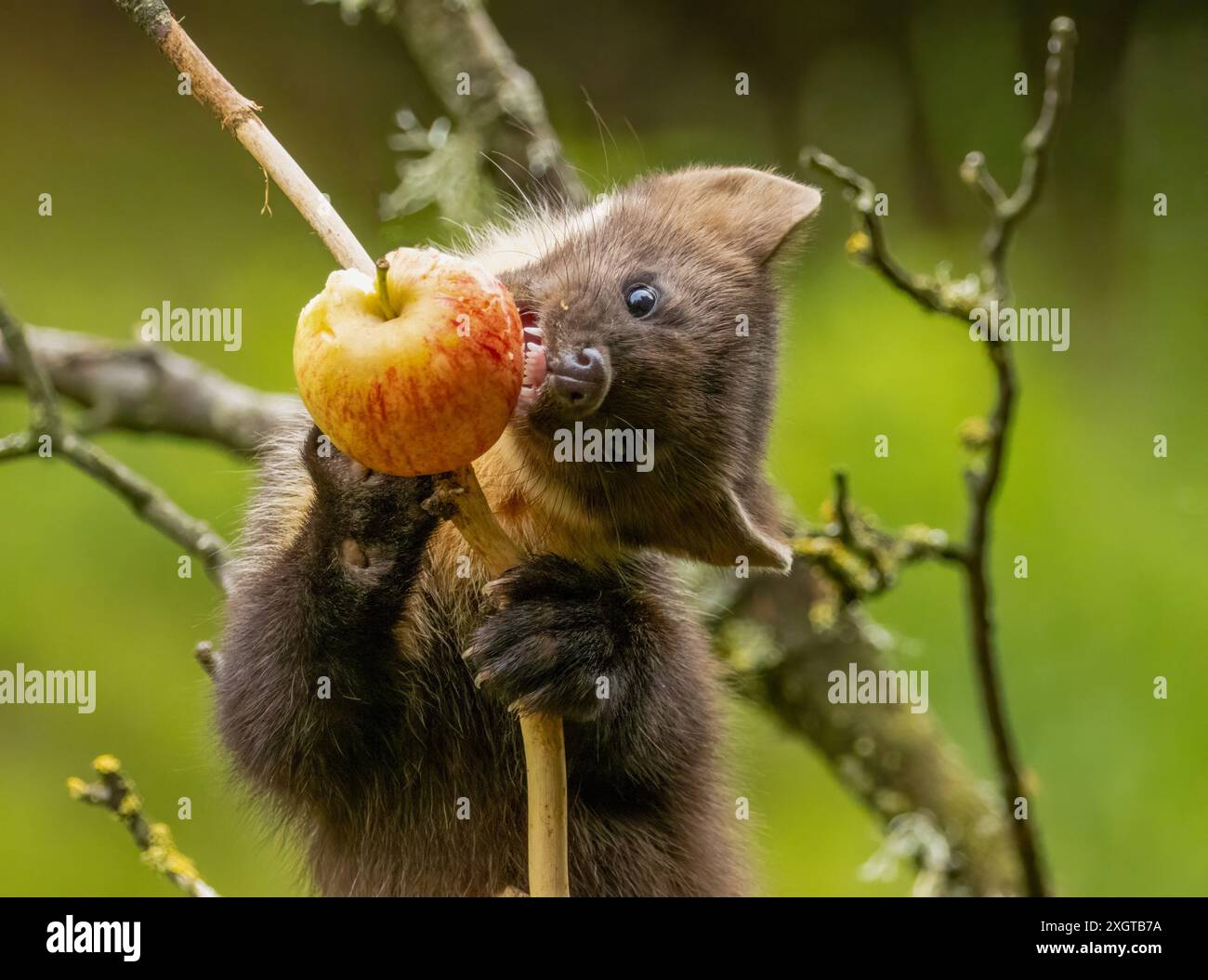 Pine marten kits hi-res stock photography and images - Alamy