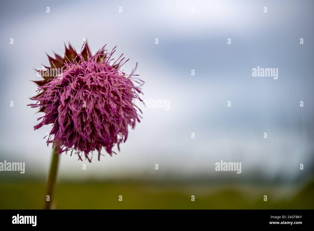 Thistle on the skyline hi-res stock photography and images - Alamy