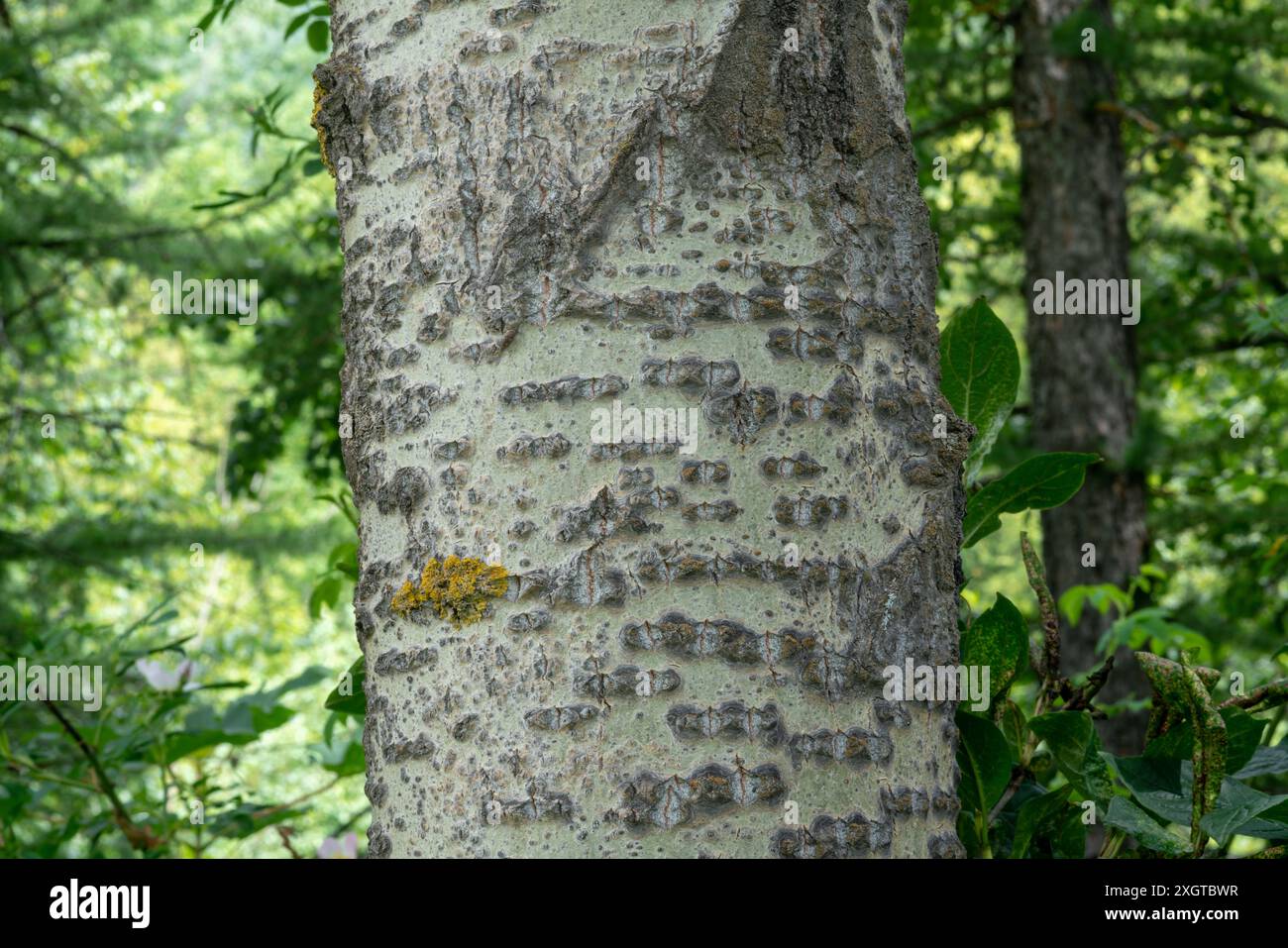 bark plant, the poplar is colored white in many points of its bark, in ...