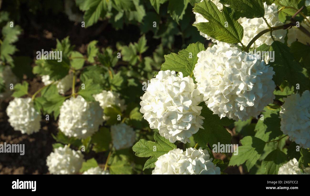 The Snowball Bush (in Latin: Viburnum plicatum) is a deciduous ...