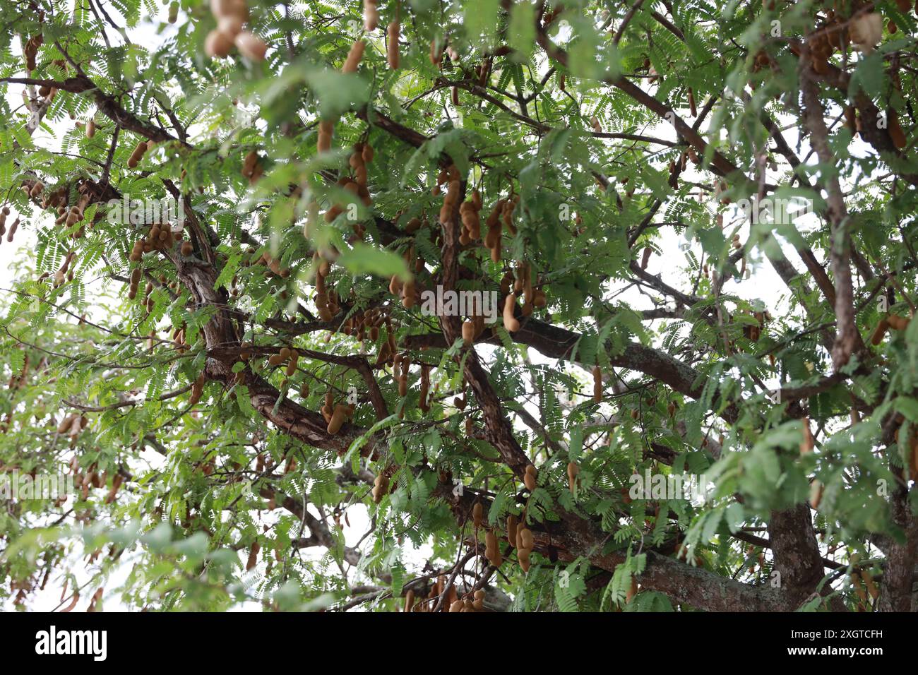 juazeiro, bahia, brazil - july 6, 2024: Tamarine fruit - Tamarindus ...
