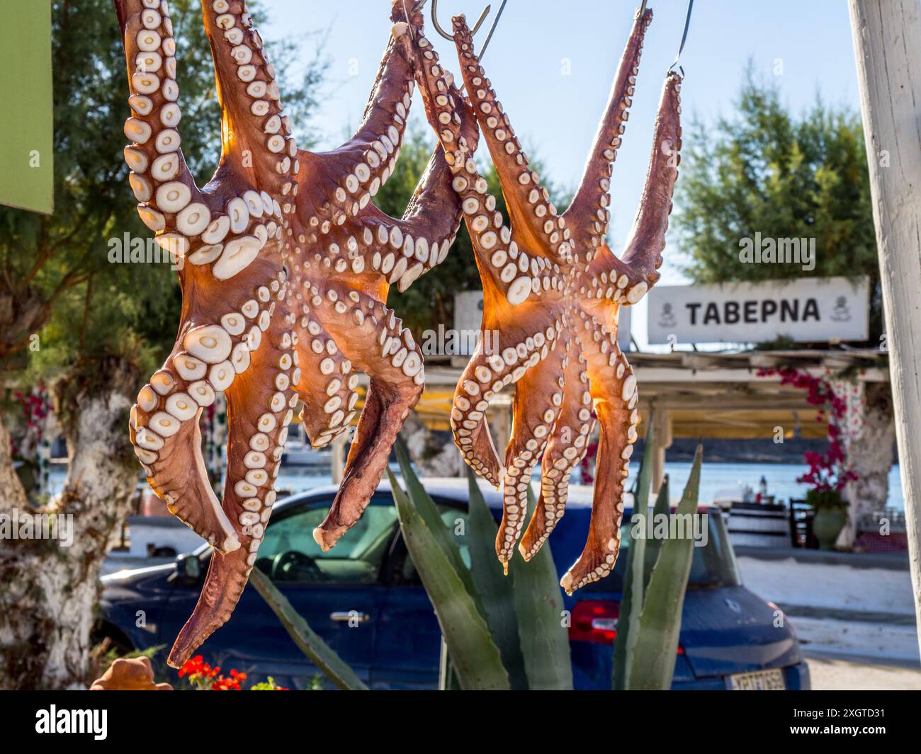 Octopus Drying Outside Greek Beach Taverna Stock Photo - Alamy
