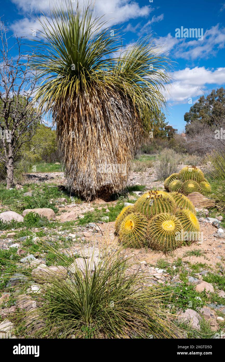 Golden Barrel Cactus and Texas Sotol Yucca trees, growing in the ...