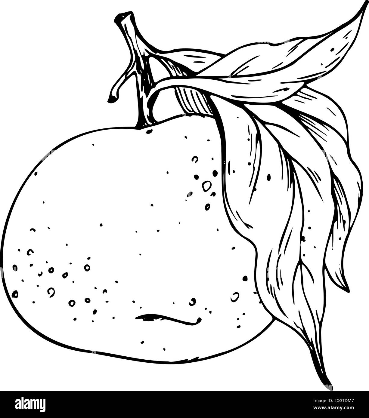 Orange, tangerine with branch and leaves, citrus tropical fruit. Line ...