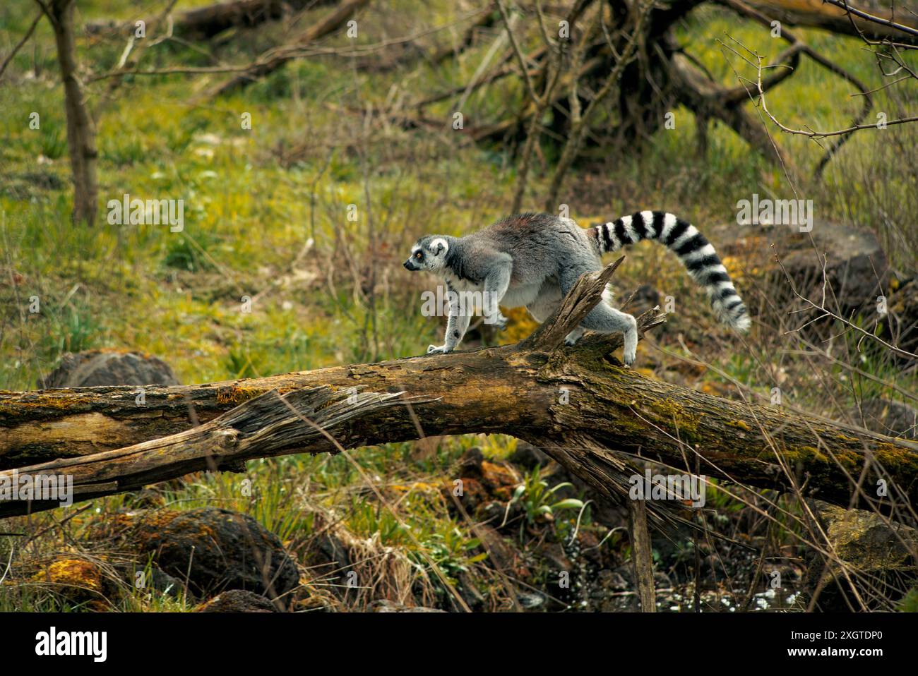 Lemur monkey walking on a tree trunk Stock Photo - Alamy