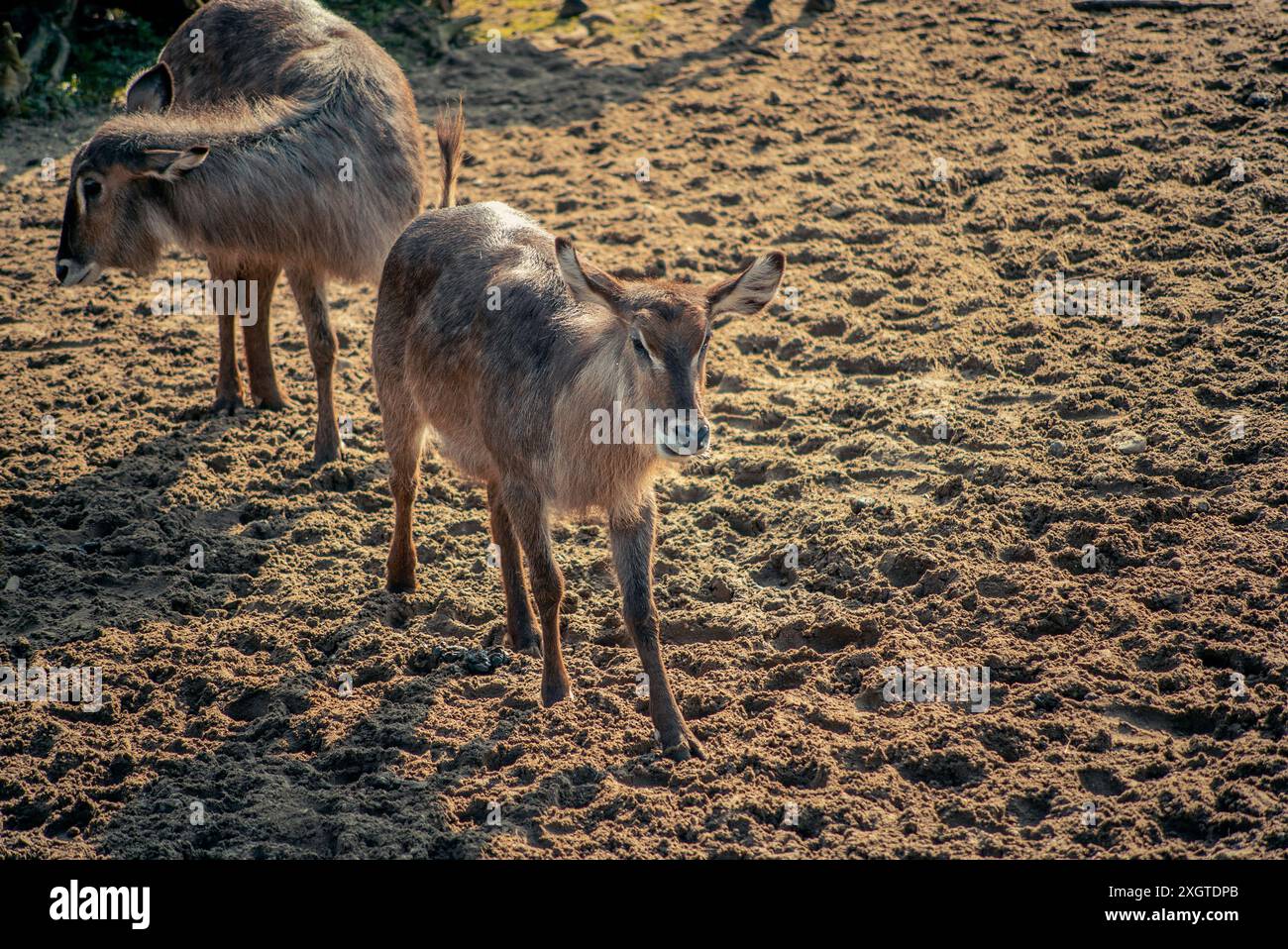 Waterbuck walking on sand, warm light, golden hour Stock Photo - Alamy