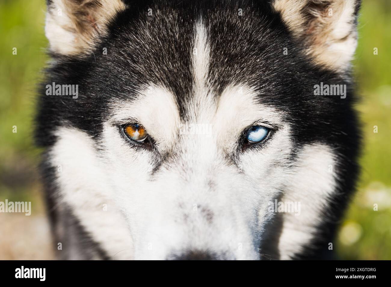 The muzzle of an adult Siberian husky dog ??with multi-colored eyes ...
