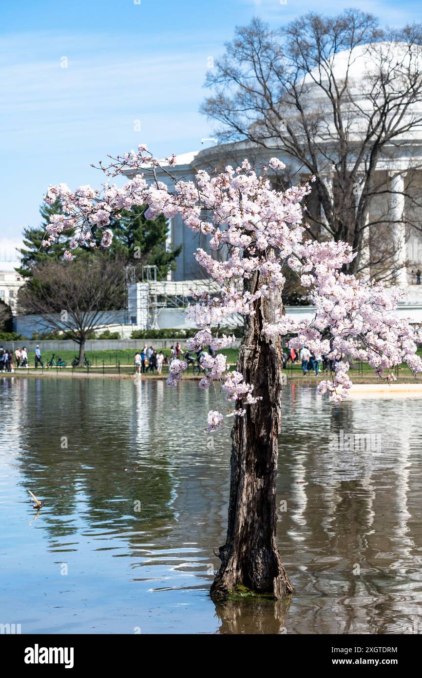 Stumpy, the beloved tree on the Tidal Basin, in its 2024 final full bloom with cherry blossoms ...