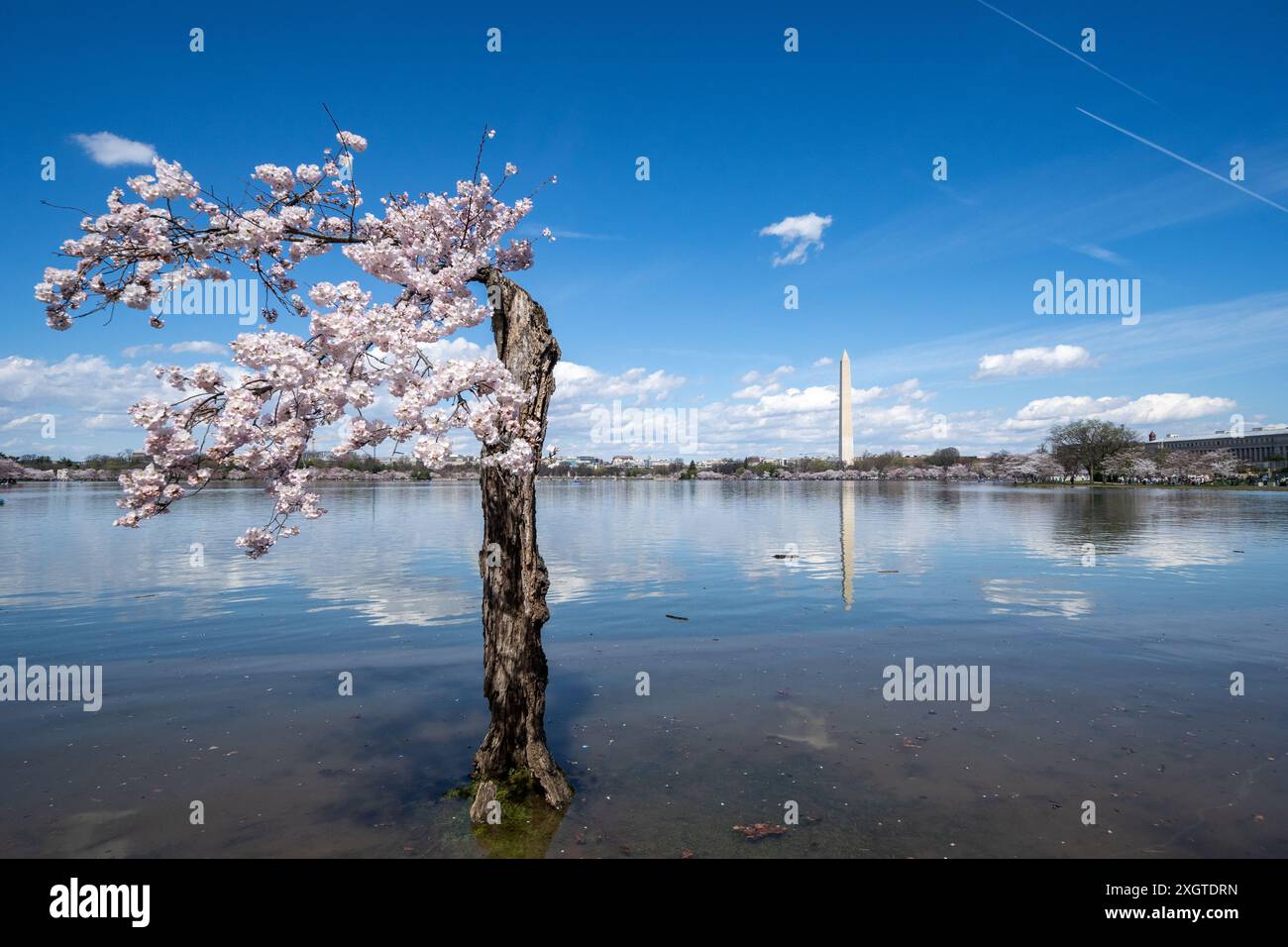 Stumpy, the beloved tree on the Tidal Basin, in its 2024 final full ...