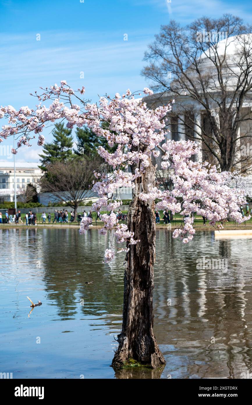 Stumpy, the beloved tree on the Tidal Basin, in its 2024 final full bloom with cherry blossoms ...