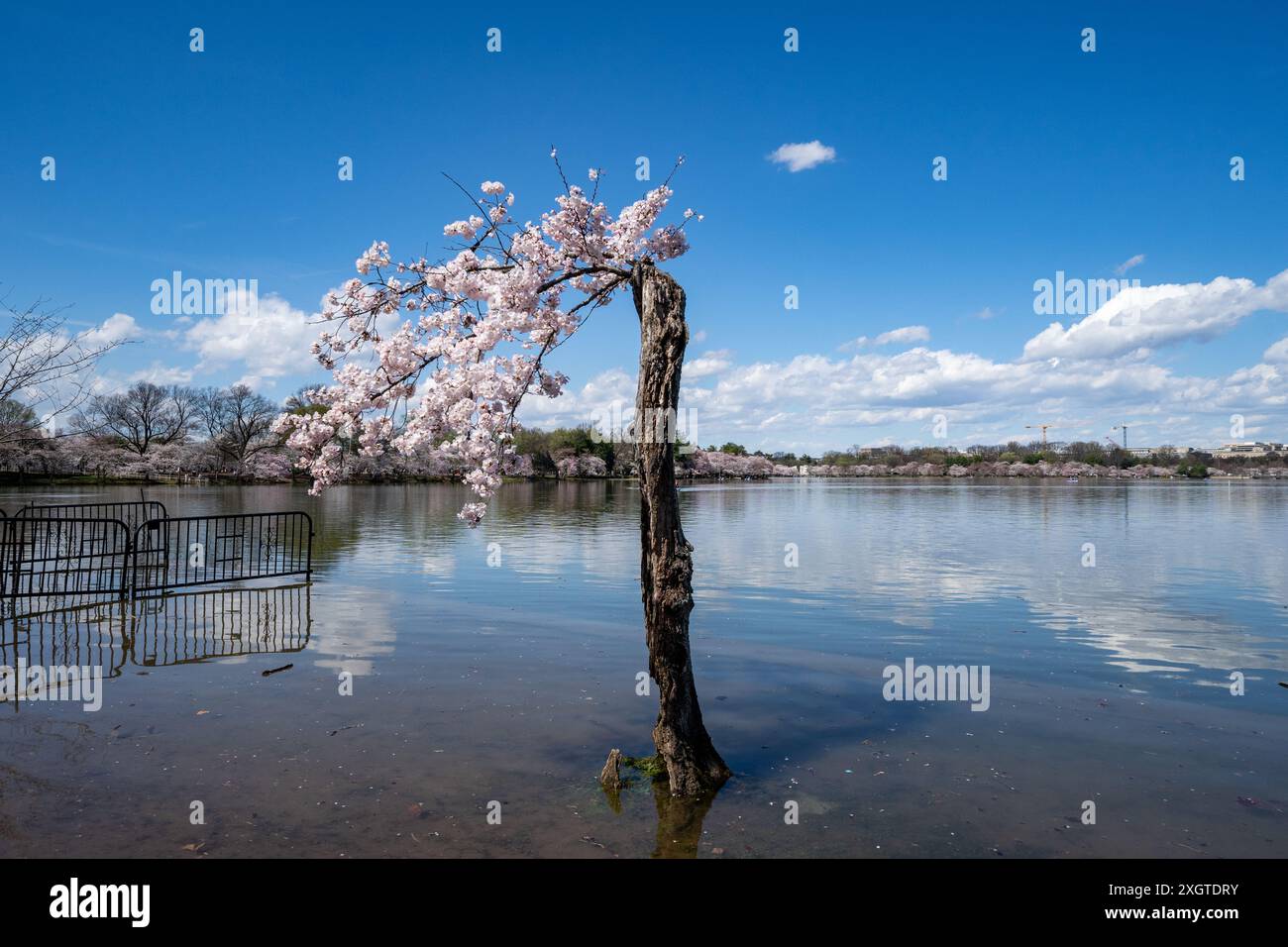 Stumpy, the beloved tree on the Tidal Basin, in its 2024 final full bloom with cherry blossoms ...