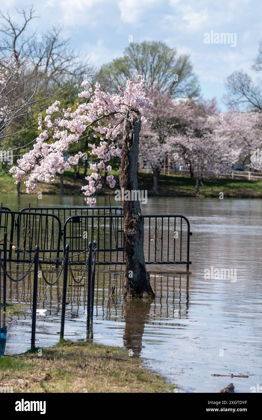 Stumpy, the beloved tree on the Tidal Basin, in its 2024 final full bloom with cherry blossoms ...