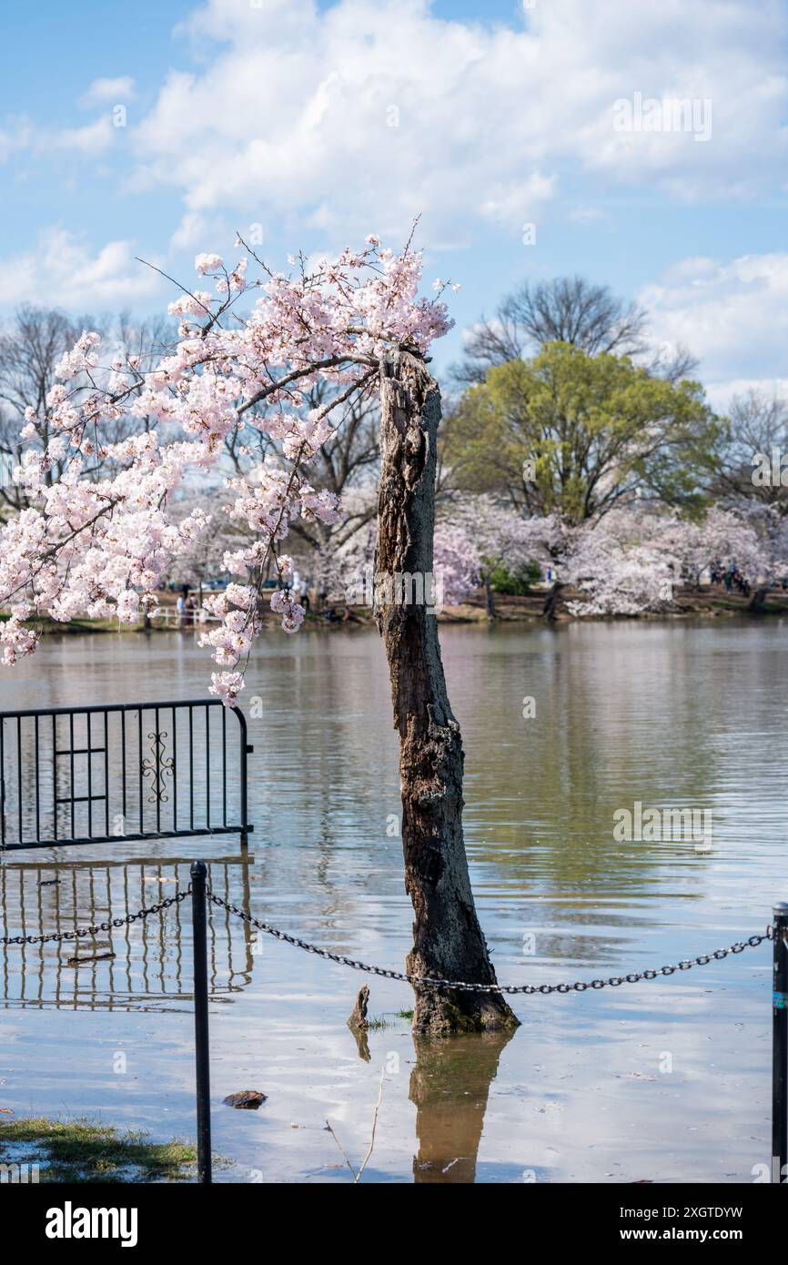 Stumpy, the beloved tree on the Tidal Basin, in its 2024 final full bloom with cherry blossoms ...