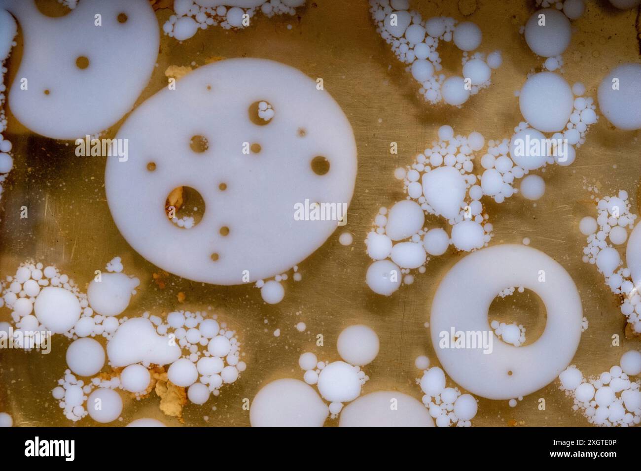 Fat globules hi-res stock photography and images - Alamy
