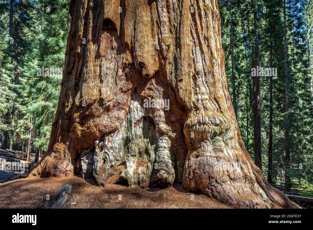 Close up of a giant Sequioa tree in the Sequioa National Park ...