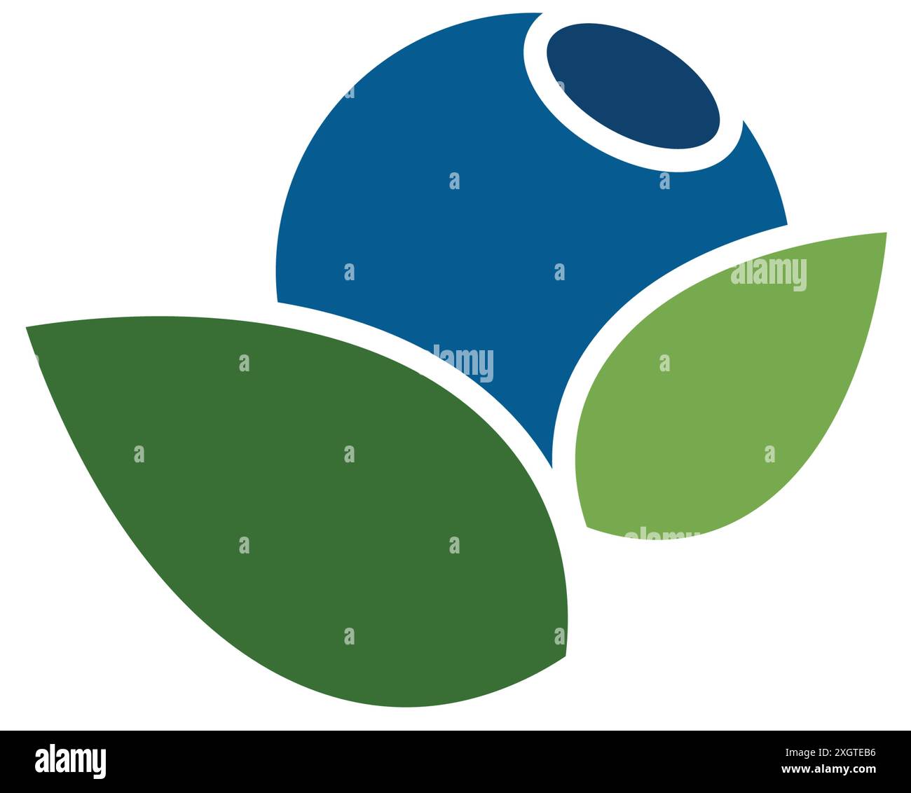Blueberry Fruit logo designs vector, Illustration of Blueberry template ...