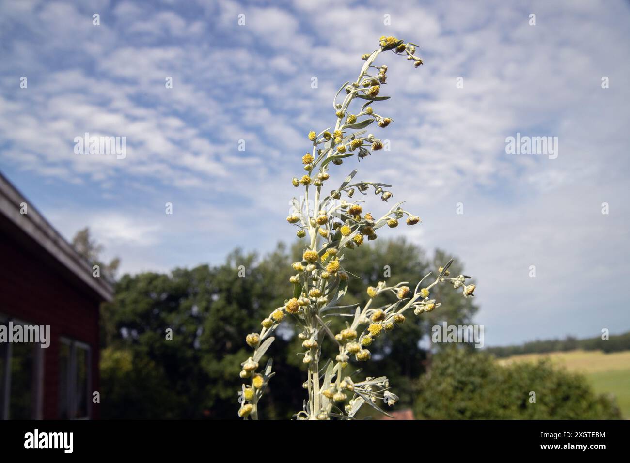 Wormwood artemisia absinthium hi-res stock photography and images - Alamy