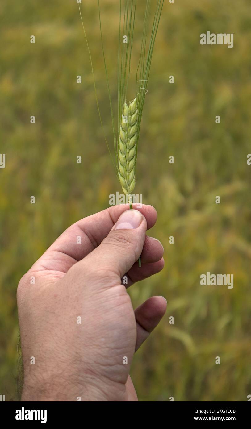 Two rowed barley hi-res stock photography and images - Alamy